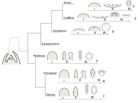 Moraceae Inflorescence Development Highly Variable Even For Similar