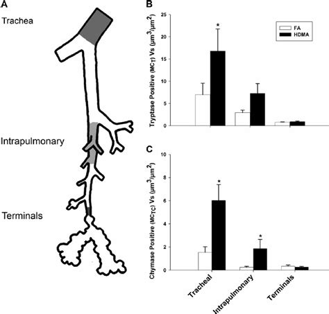 Abundance And Distribution Of MC T And MC TC Positive Cell V S Download Scientific