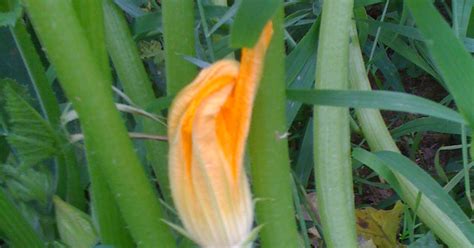 Fast Cheap And Good Sustainability One Choice At A Time Lets Talk About Squash Sex Fast Cheap And Good Sustainability One Choice At A Time Lets Talk About Squash Sex