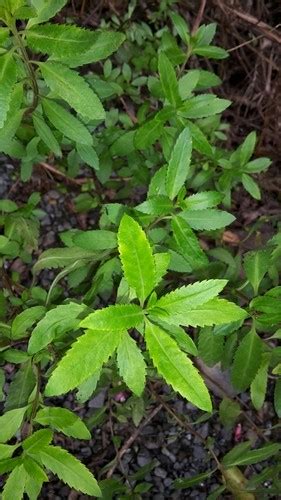 Haloragis Flower Leaf Care Uses Picturethis