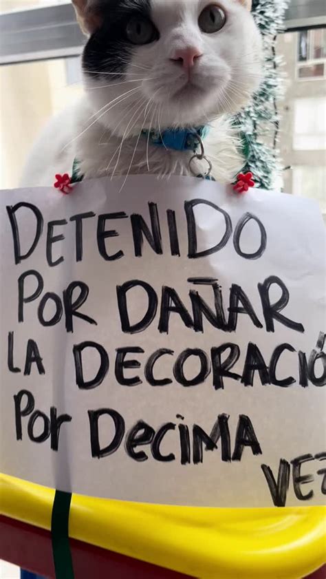 Srcolores Detenido Catlovers Coloreselgato Catlover Catlife