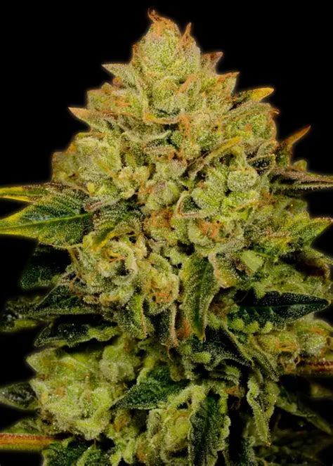 Critical Mass Seeds By Premium Cultivars Growdiaries