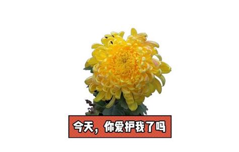 「污污直播貼」痔瘡到底有多痛？來聽這位妹子的血淚訴說 每日頭條