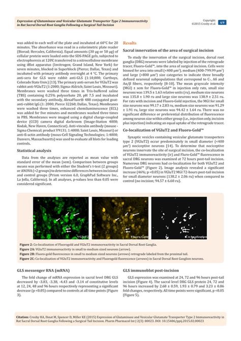 Expression Of Glutaminase And Vesicular Glutamate Transporter Type 2