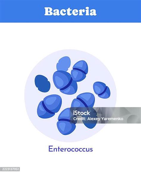 Enterococcus Bacteria Under Microscope Vector Illustration Stock