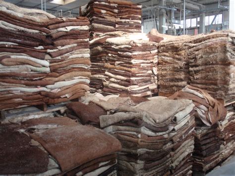 Wet Salted Donkey Hides Skin Meat And Poultry Fresh Food Food Food And Beverage