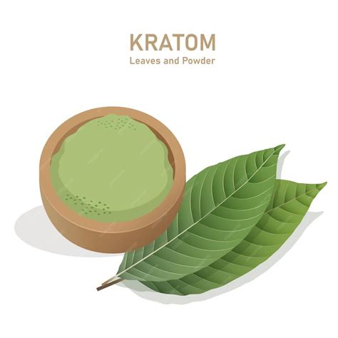Premium Vector Kratom Leaf With A Powder Vector Illustration