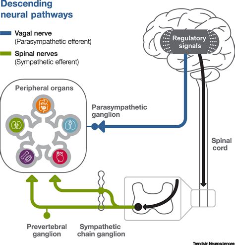 The Emerging Science Of Interoception Sensing Integrating
