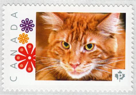 Feral Cats Domestic Cat Pst Feline Pixel