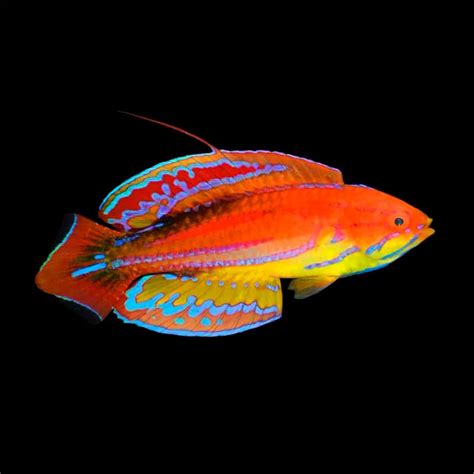 Diamond Tail Flasher Wrasse Juvenile Male