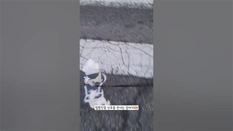 건너편이 자기 아지트라 그쪽으로 가고싶어서 엉망진창 신호등 뛰어가는 강아지🐶 말티즈 주리의일상 신호등 장난꾸러기 귀여운