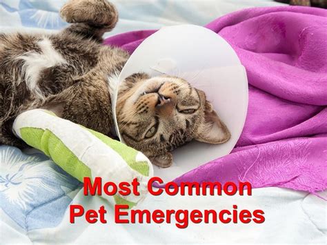 Animal Emergency Care Of Braselton Artofit