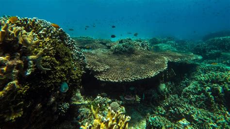 Sea Sponge Singapore