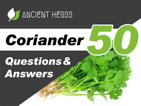 Unraveling The Mysteries Of Coriander 50 Questions