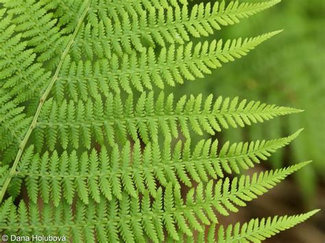 Athyrium Filix Femina • Floravegeu