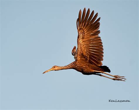 Limpkin By Ken Lassman 500px Photography Stunning Photography Photo
