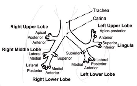 Bronchus Anatomy