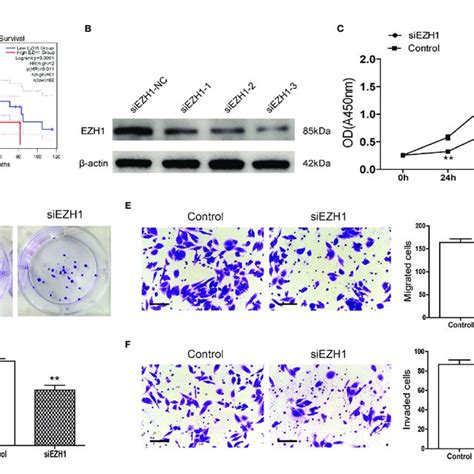 Knockdown Of Ezh1 Inhibited The Proliferation And Metastasis Of