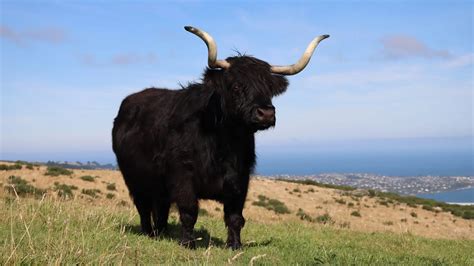 New Zealand Highland Cattle Society The Public Web Site Of The New