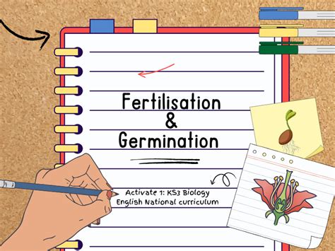 Fertilisation And Germination Activate 1 Ks3 Biology Teaching Resources