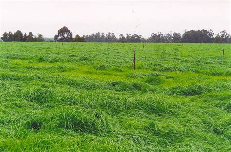 Perennial Ryegrass Meerjarige Raaigras Agricol