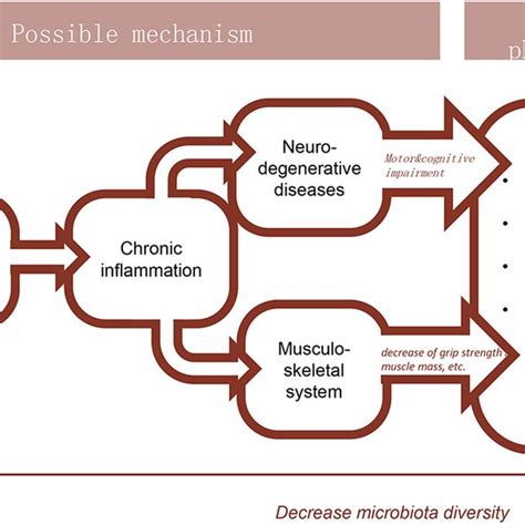 Current Understanding Of The Pathogenesis Of Frailty Syndrome Download Scientific Diagram