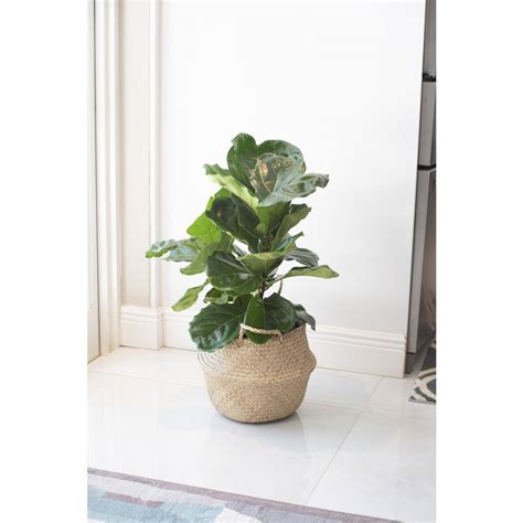 Buy Ficus Lyrata Fiddle Leaf Fig Floor Plant In In Gray Planter Online At Lowest Price In