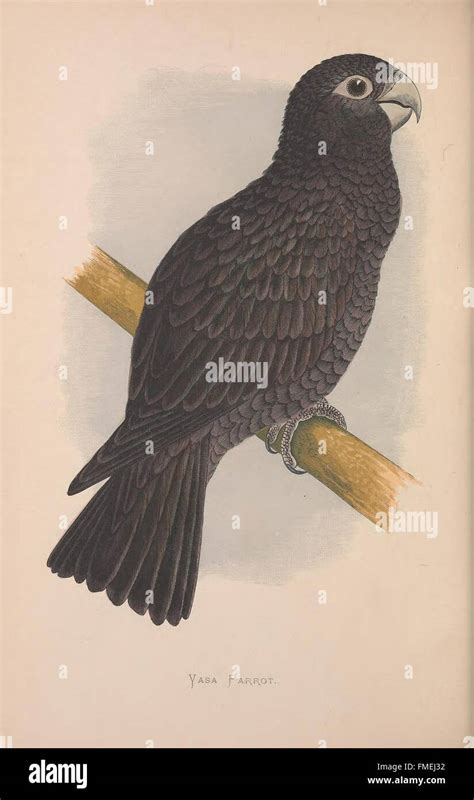 Plate 17 From Parrots In Captivity Features Illustrations Of Various