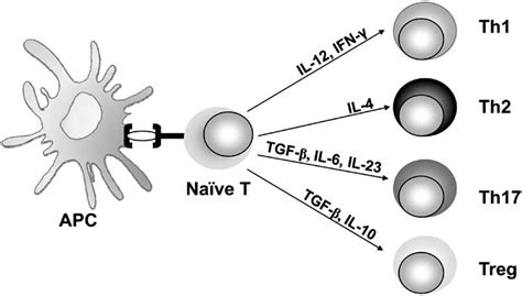 Cd4 T Cell Differentiation Ligand Recognition By Pattern Recognition Download Scientific