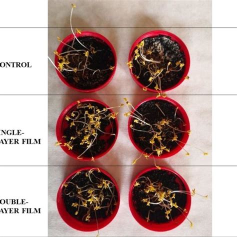 Photos Of Germination And Growth Of Cress Seeds Lepidium Sativum L