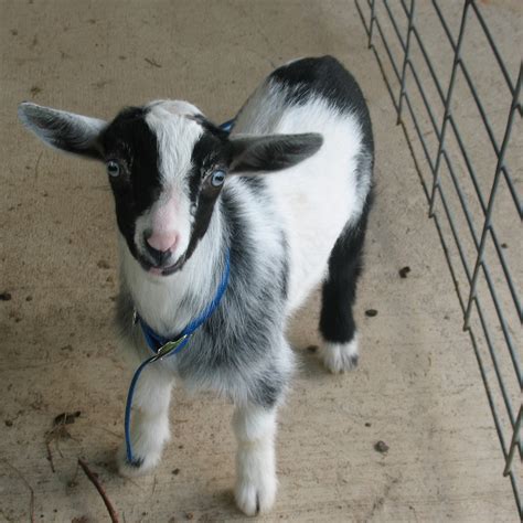 Nigerian Dwarf Goats For Sale NIGERIAN DWARF GOATS AVAILABLE FOR SALE