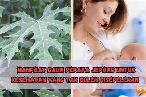 Tak Hanya Daun Katuk Saja Yang Bisa Memperlancar Asi Ternyata Banyak