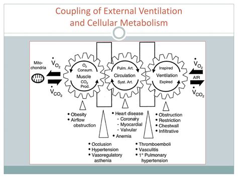 Ppt Cardiopulmonary Exercise Testing Powerpoint Presentation Free