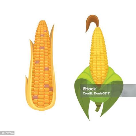 유기 옥수수 흰색 배경에 고립입니다 팝콘 벡터에 대 한 농업 농장 야채입니다 Corncob와 잎 Vegeterian 음식 그림