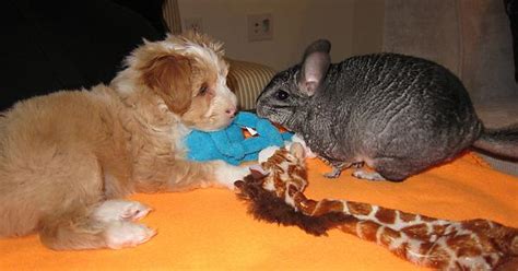 Now Kiss Imgur
