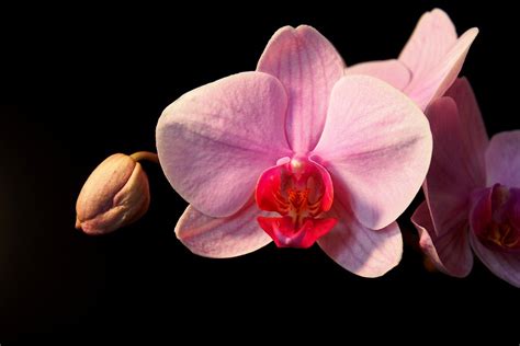 Flowers Pink Orchids Free Photo On Pixabay Pixabay