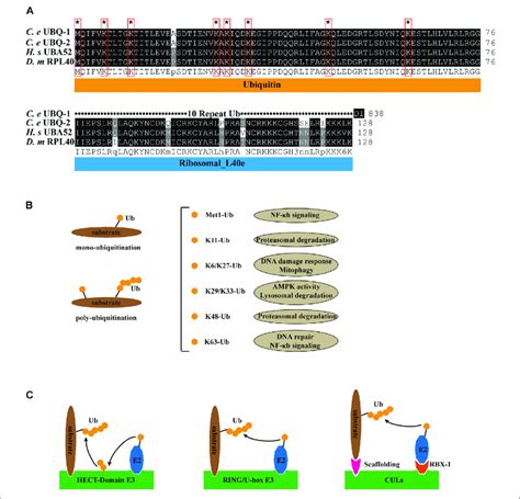 Ubiquitin Pathway Compounds And Functions A Sequence Alignment Of