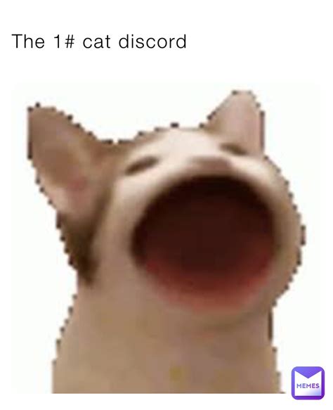 The 1 Cat Discord Penguinsthearmy Memes