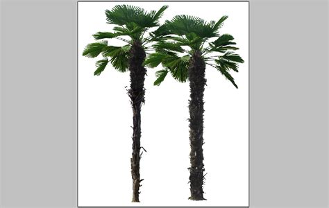 Tree Blocks Front Elevation 3d Drawing Details Psd File