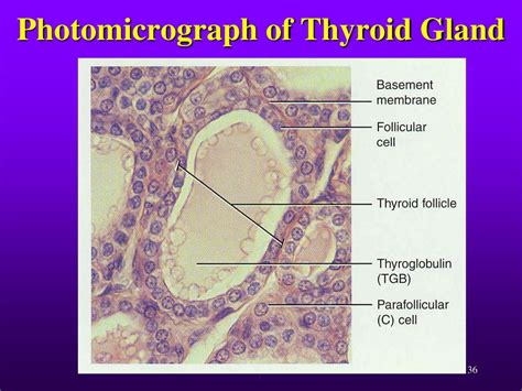 Ppt General Functions Of Hormones Figure 112 Page 278 Powerpoint