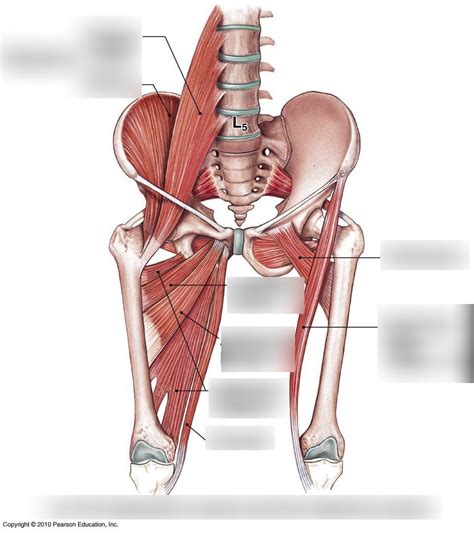 Anterior Hip Adductors Diagram Quizlet