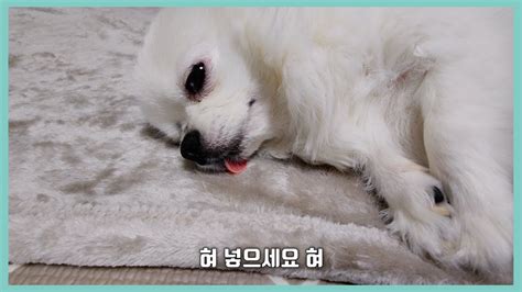 주인과 혀 넣는 걸로 기싸움하는 강아지가 있다 Youtube