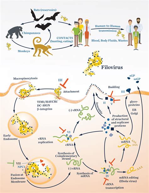 Filovirus Life Cycle [image] Eurekalert Science News Releases