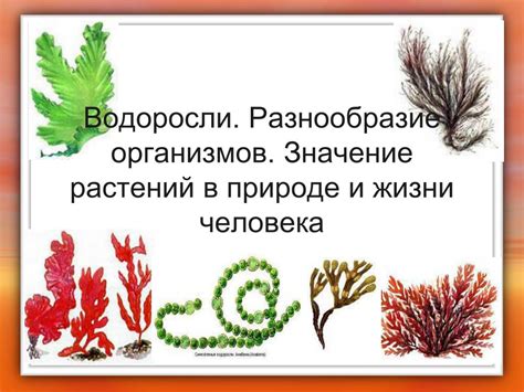 PPT - Водоросли. Разнообразие организмов. Значение растений в природе и ...
