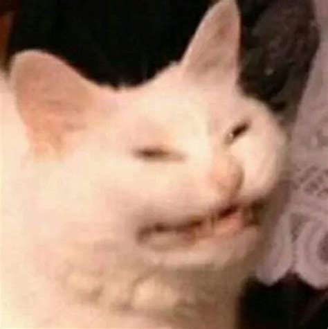 Kot Original Kot Know Your Meme