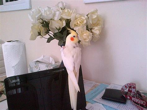 Cockatiel Wikipedia