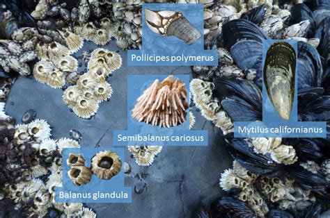What Is Functional Diversity And Why Do We Care Sampleecology