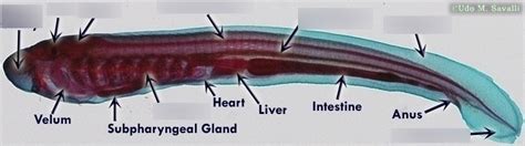 Crocodilealligator Diagram Quizlet