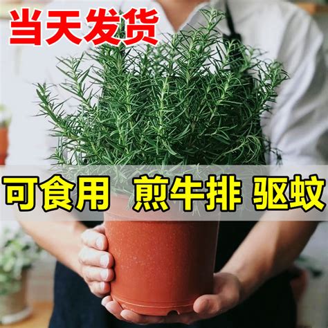 2025款迷迭香苗盆栽可食用驱蚊植物香草薄荷苗水培花卉绿植物室内