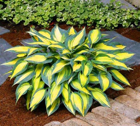 100pcs Hosta Bonsai Perennials Plantain Lily Flower White Lace Home